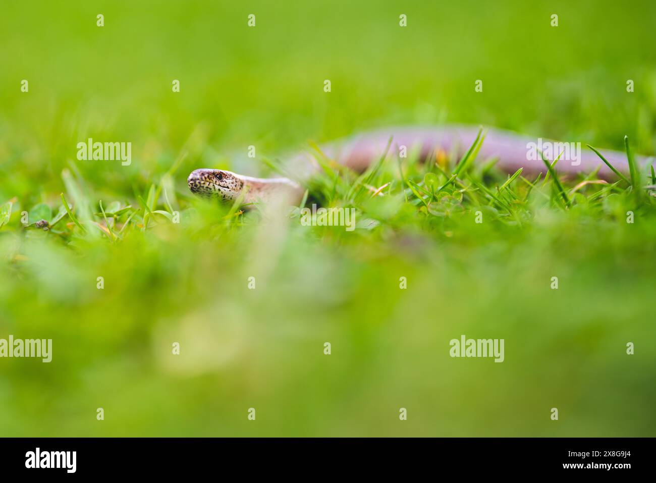 slowworm, lizard, snake, creep, garden, snakes, lizards, reptile ...