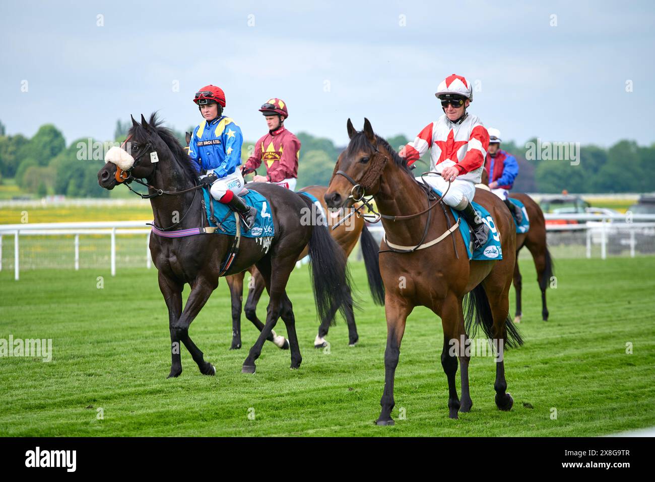A group of jockey walking their horses to the starting gate. The group ...