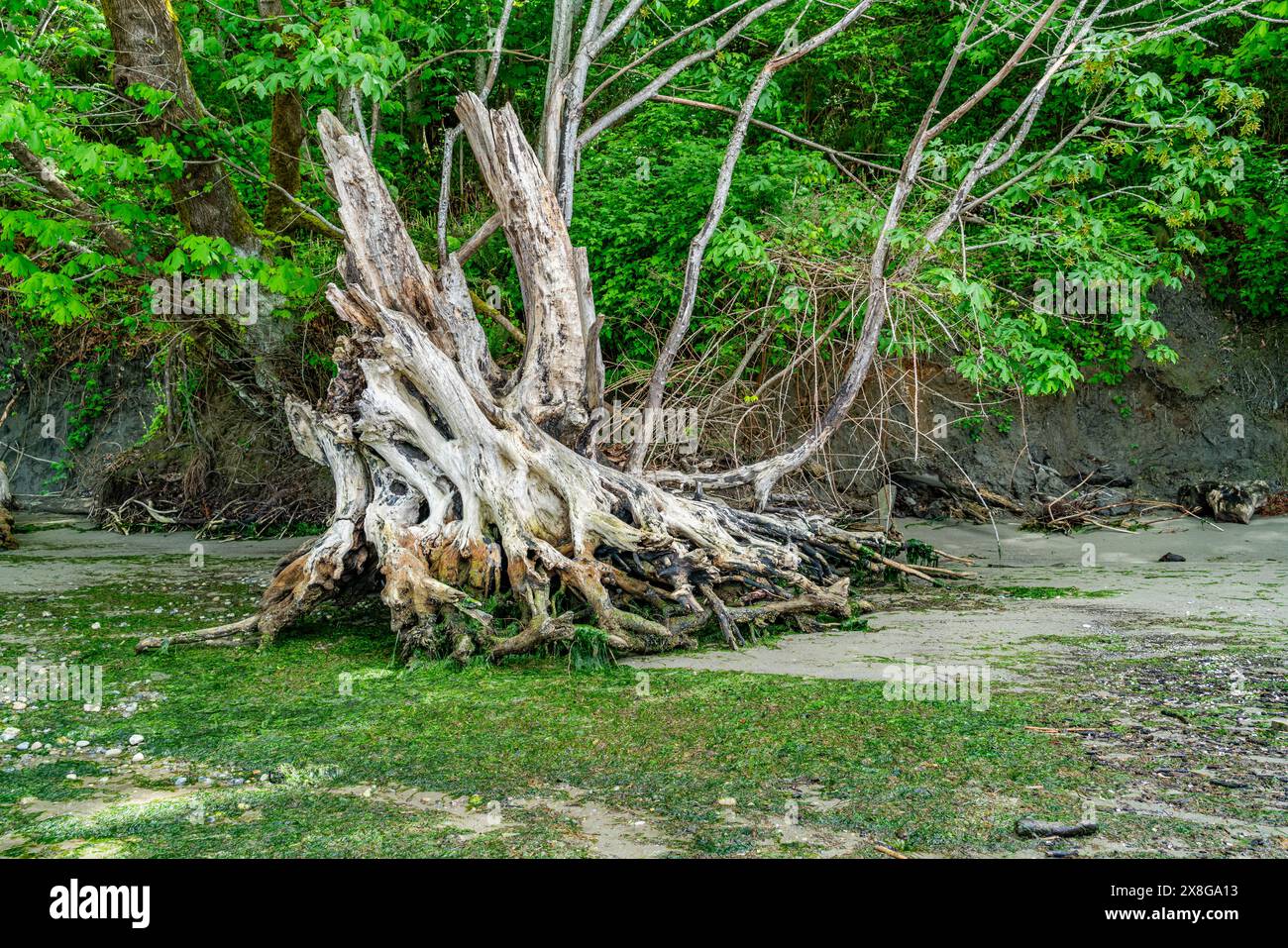 A large driftwood tree stump at a beach in Dash Point, Washington Stock ...