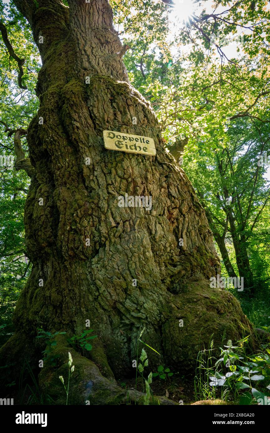 Thick tree hi-res stock photography and images - Alamy