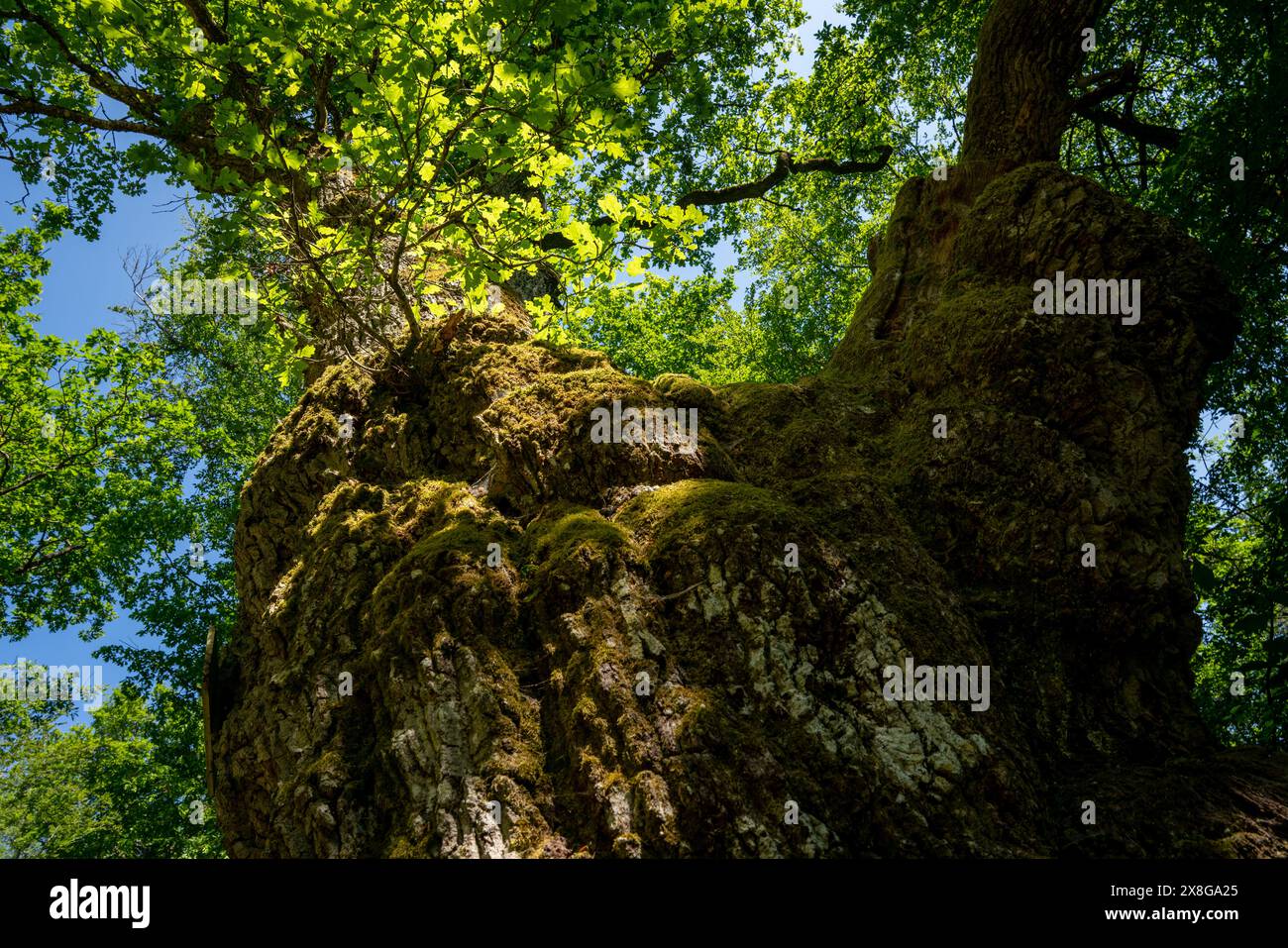 oak, tree, double oak, big tree, thick tree Stock Photo - Alamy