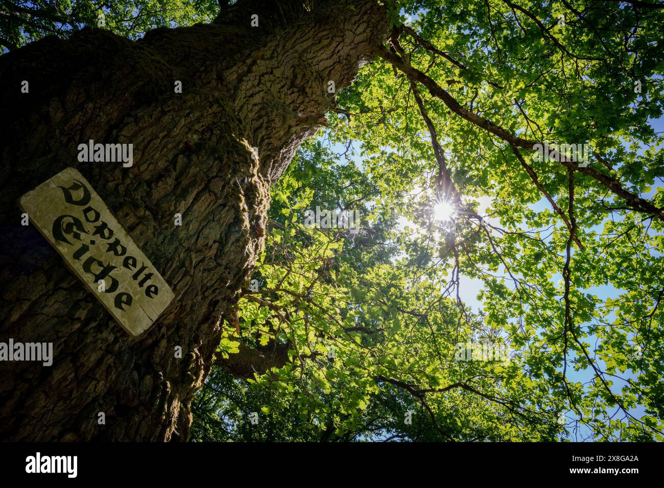oak, tree, double oak, big tree, thick tree Stock Photo - Alamy