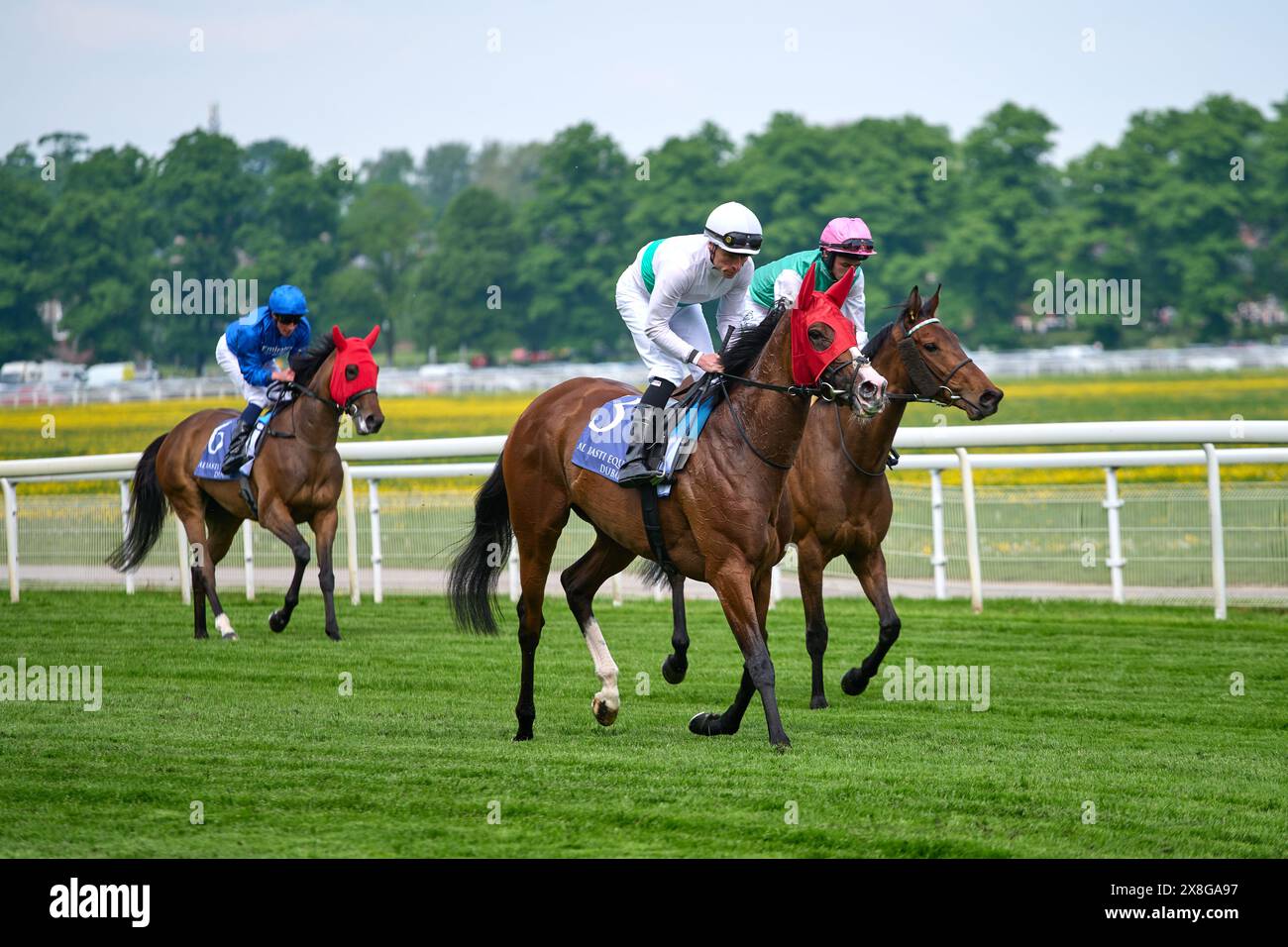 Jockeys riding to the start of a race at York Racecourse. lef to right ...