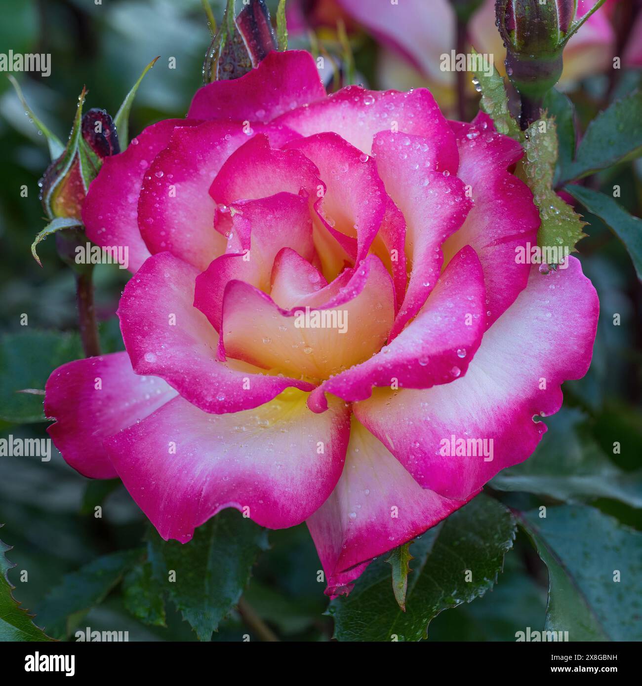 'Rainbow Sorbet' Floribunda Rose in Bloom. San Jose Municipal Rose ...
