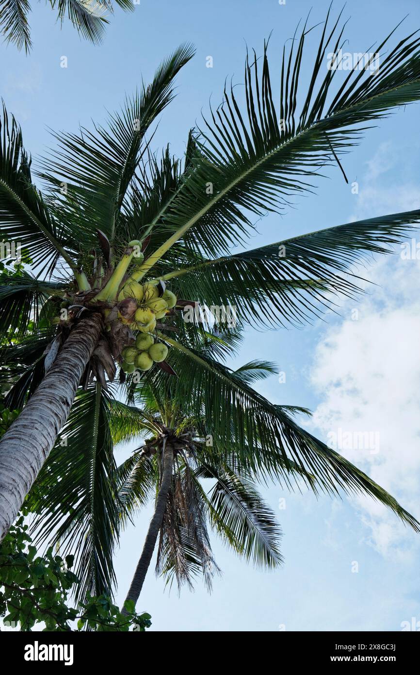 Thailand, Koh Samui (Samui Island), coconut trees on the beach Stock ...