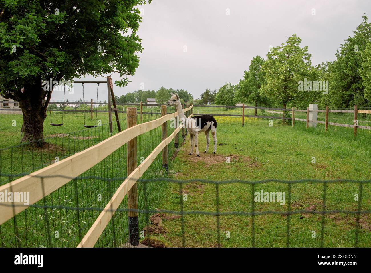 A black and white alpaca stands in a fence and eats grass Stock Photo ...