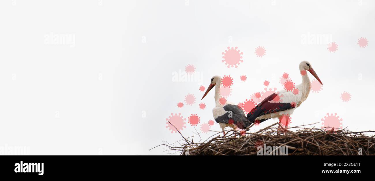 Bird flu virus outbreak, Avian influenza, infectious disease spreading ...