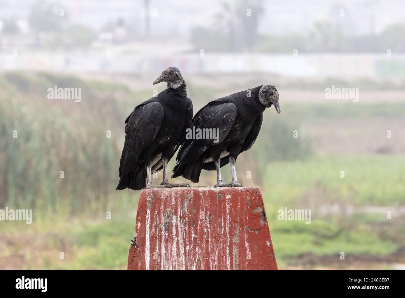 Two American Black Vultures (Coragyps atratus) standing together on a ...