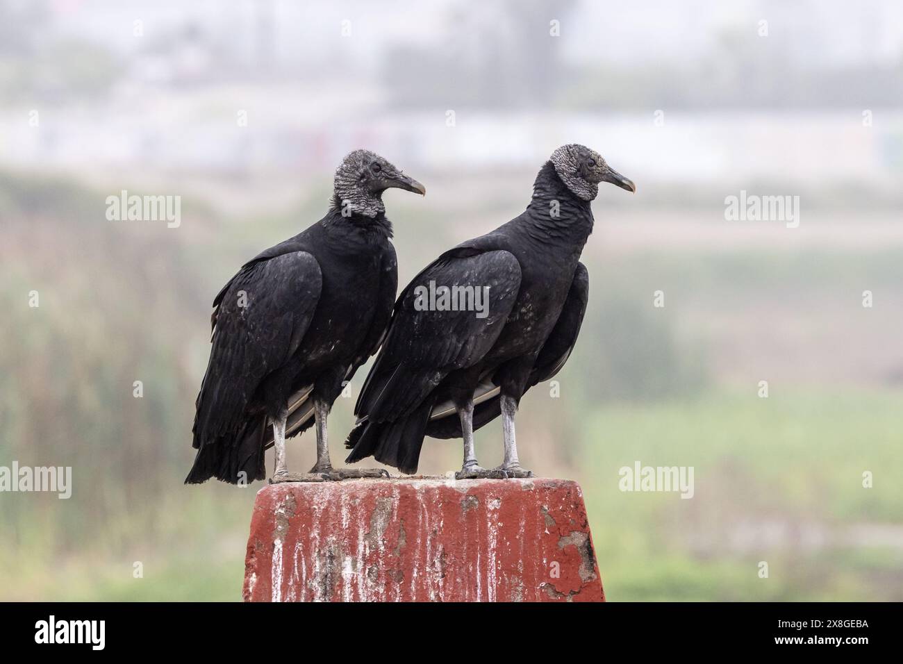Two American Black Vultures (Coragyps atratus) standing together on a ...