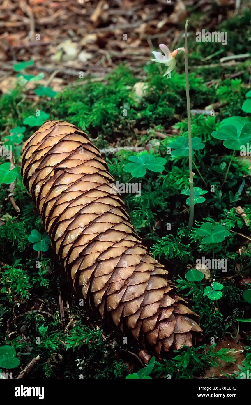 Ghost orchid (Epipogium aphyllum). Orchidaceae. wild saprophytic orchid ...