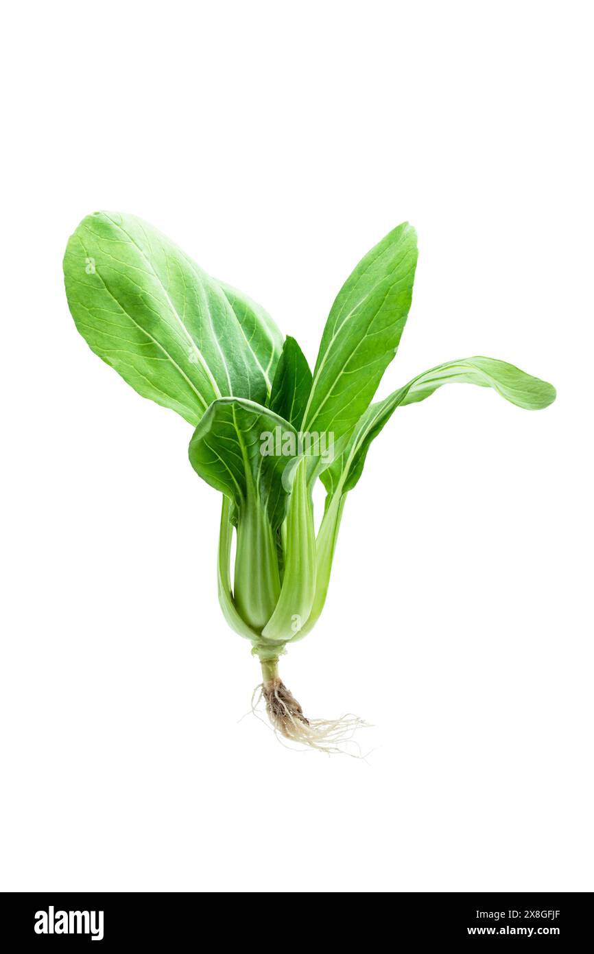 Bok choy chinese cabbage with roots isolated on white Stock Photo - Alamy