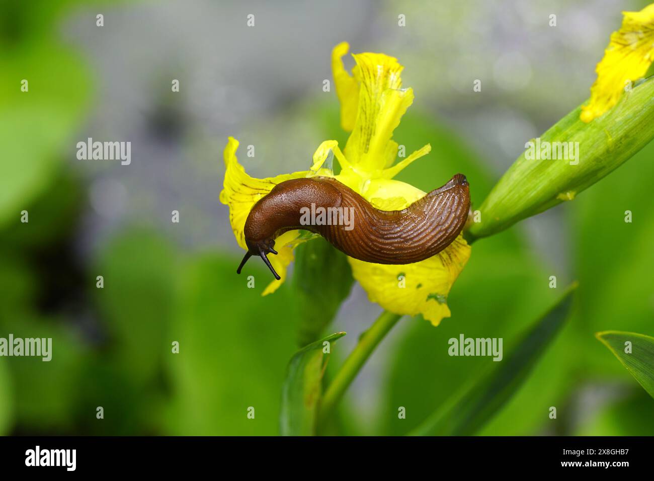 Red slug (Arion rufus) or Spanish slug (Arion vulgaris), family ...