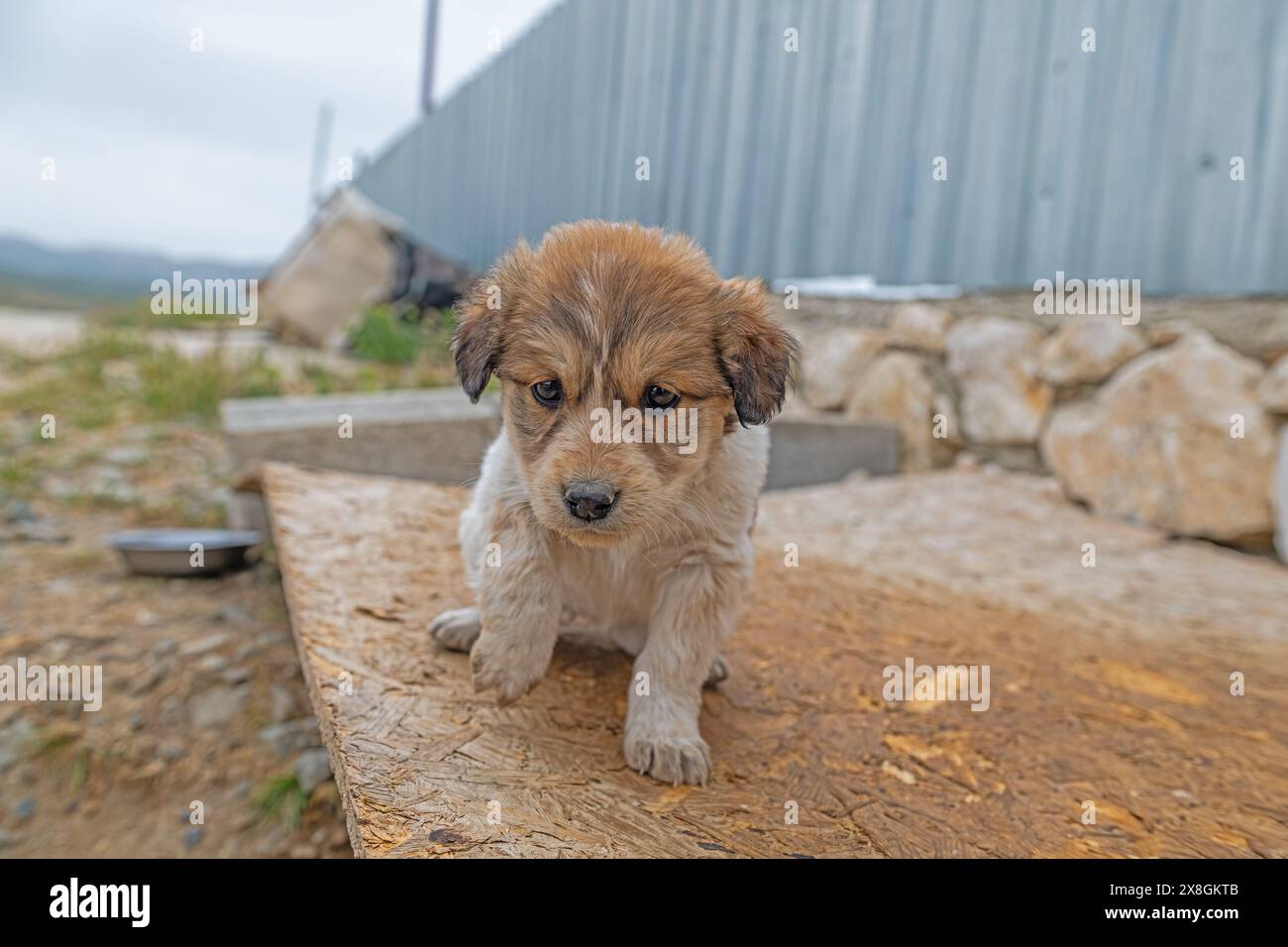 Stray dogs on dirty street hi-res stock photography and images - Alamy