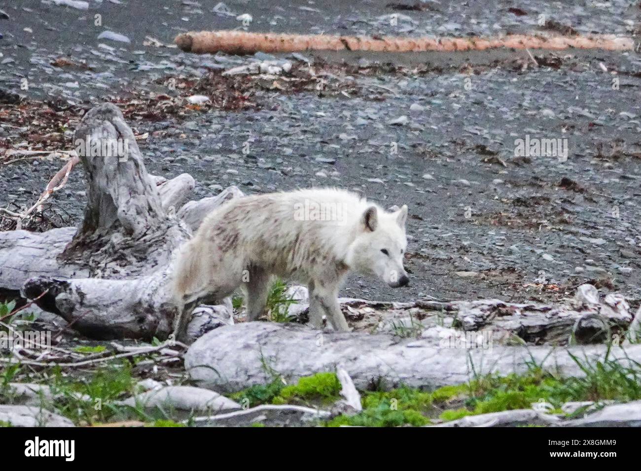 Coastal wolf habitat hi-res stock photography and images - Alamy