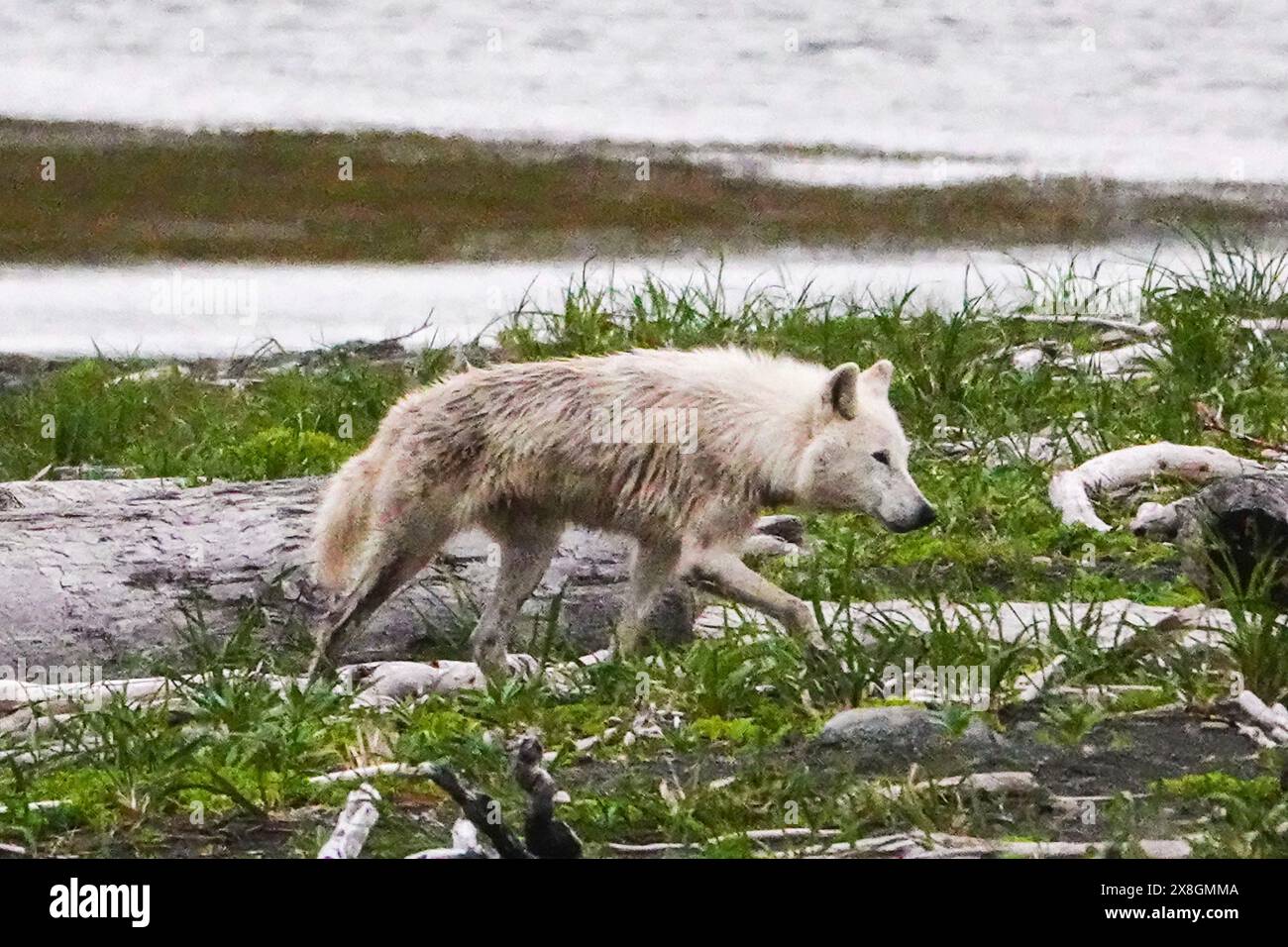 A lone white colored Grey Wolf walks along the beach at the remote ...
