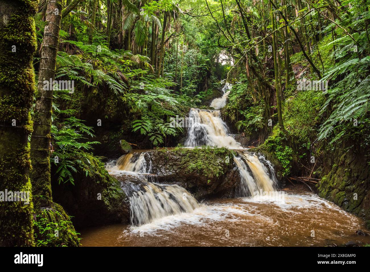Onomea Falls surrounded by lush rainforest vegetation in the Hawaii ...