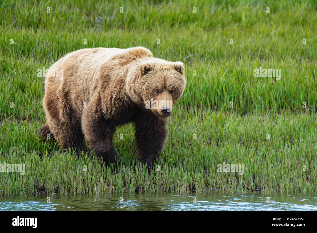 An adult brown bear greets another bear as they forage on high-protein ...