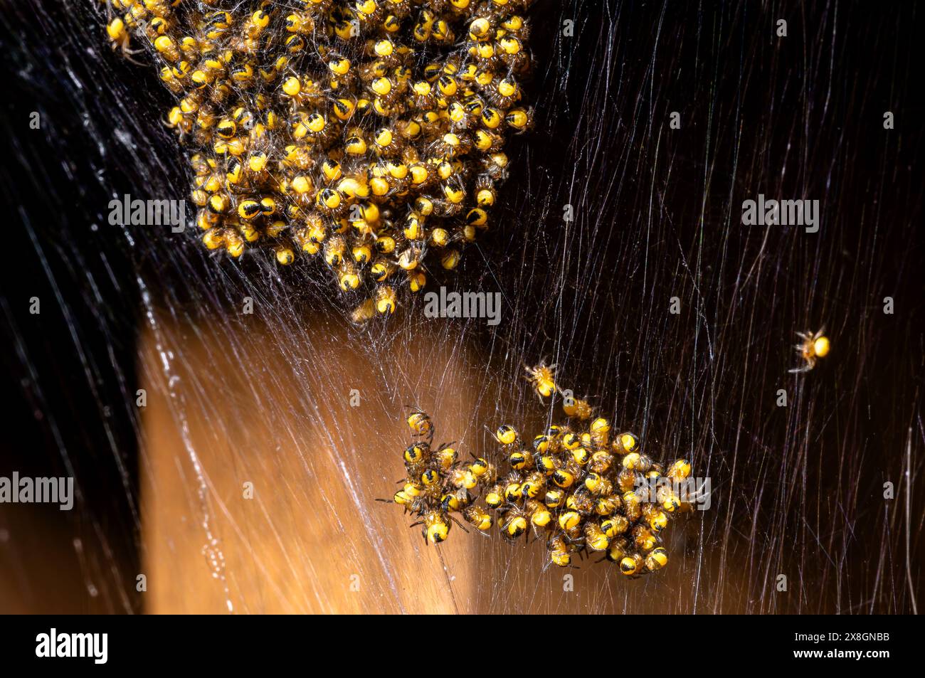Cluster of hundreds of Araneus diadematus spiderlings also known as ...