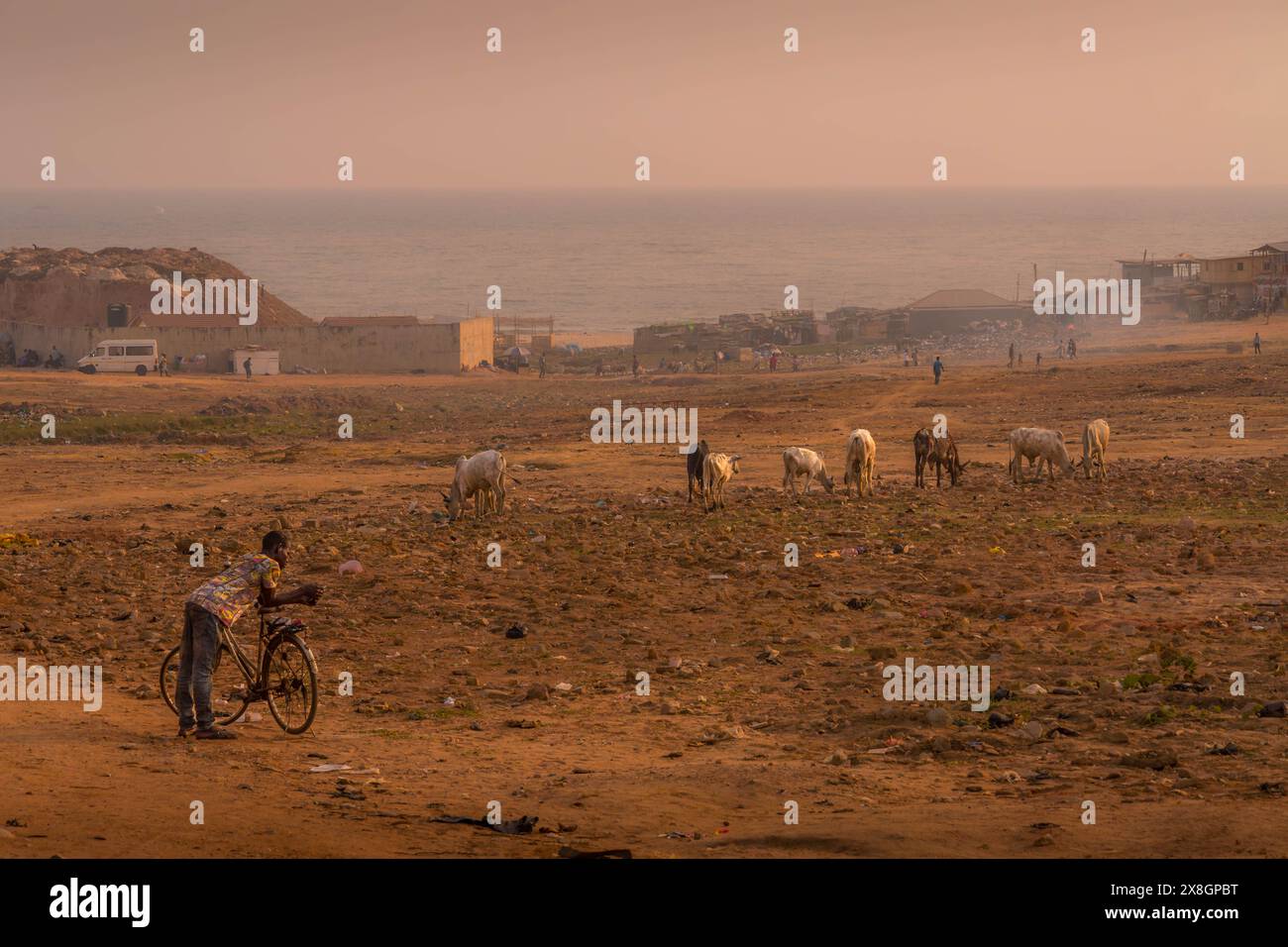 The African boy with the bike looking at the cows on the dirty field ...