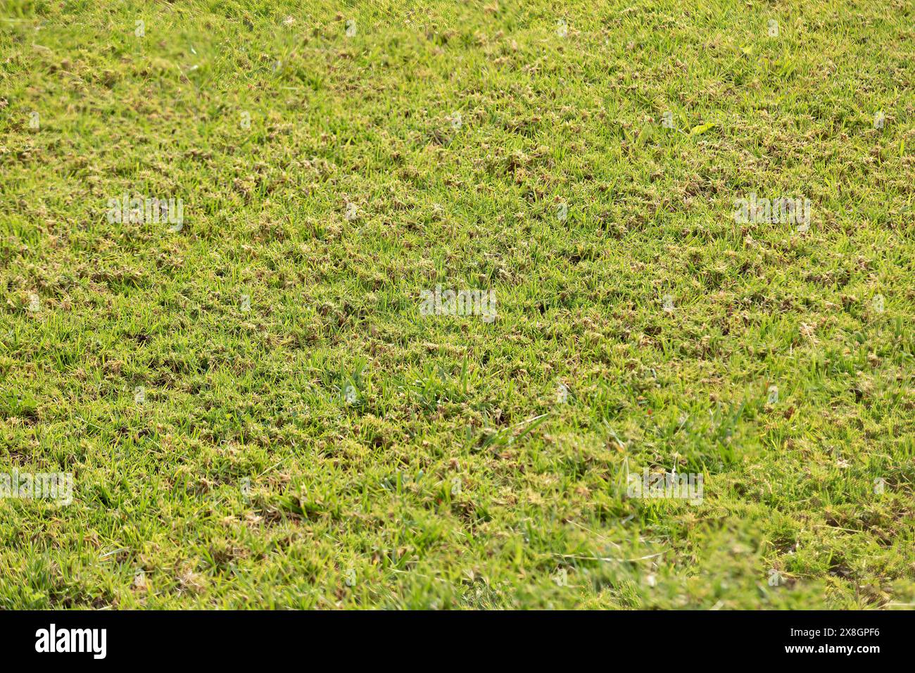 Lush Green Grass Field Close-Up – Vibrant and Healthy Outdoor Nature ...