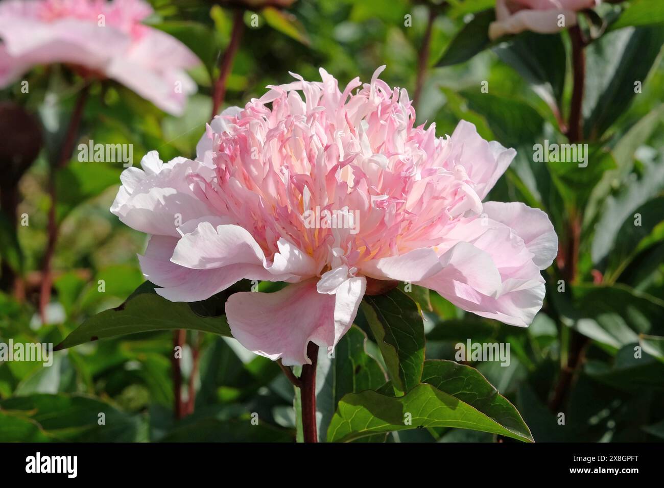 White and pale pink double peony paeonia ‘Do Tell’ in flower Stock ...
