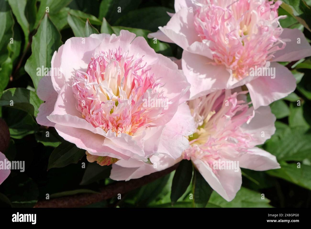 White and pale pink double peony paeonia ‘Do Tell’ in flower Stock ...