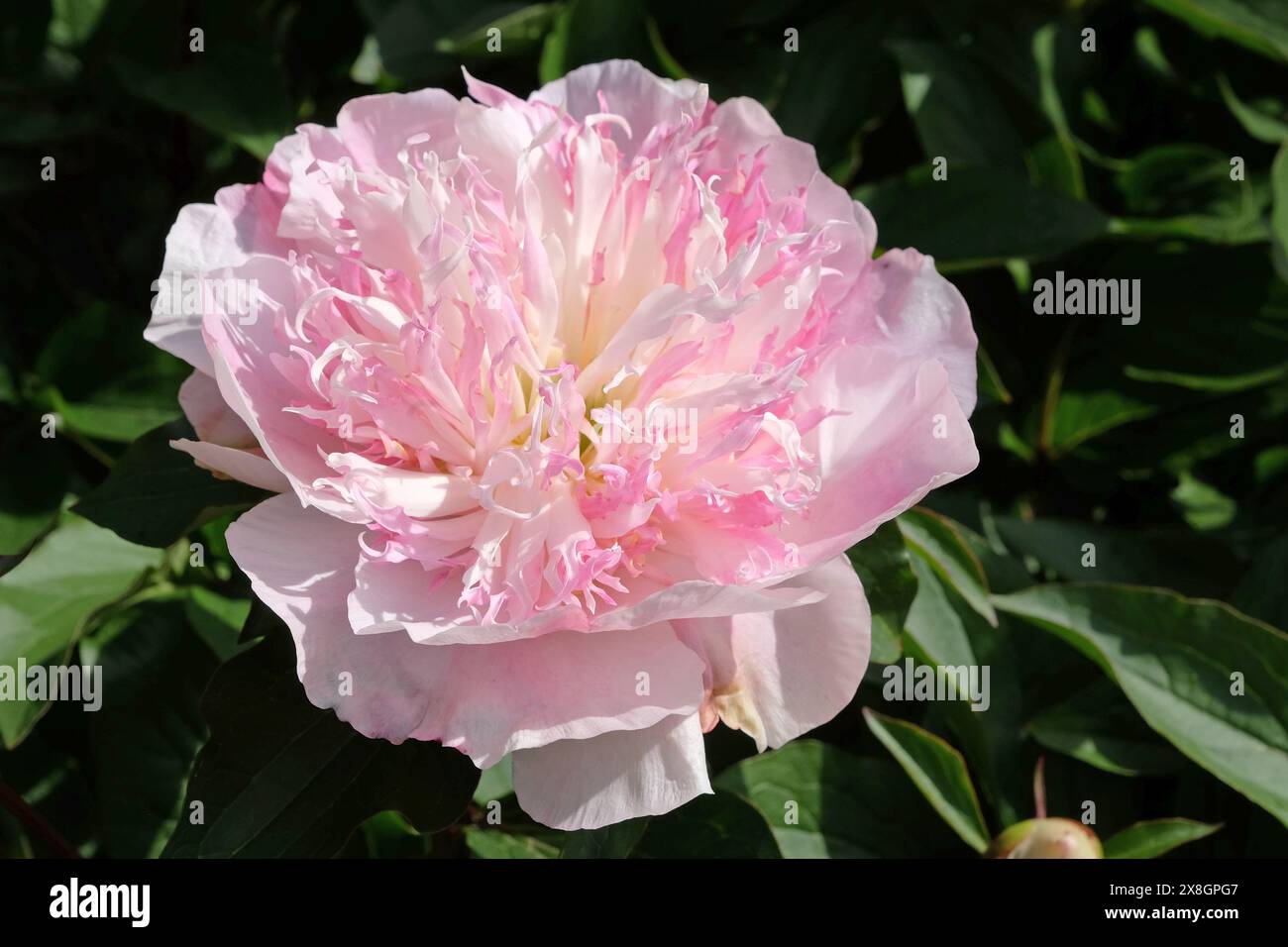 White and pale pink double peony paeonia ‘Do Tell’ in flower Stock ...