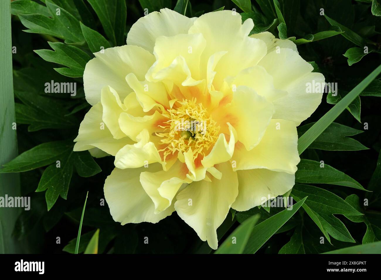 Bright yellow double peony paeonia ‘Bartzella’ in flower Stock Photo ...