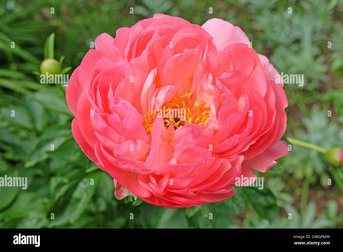 Salmon pink double peony paeonia ‘Coral Sunset’ in flower Stock Photo ...