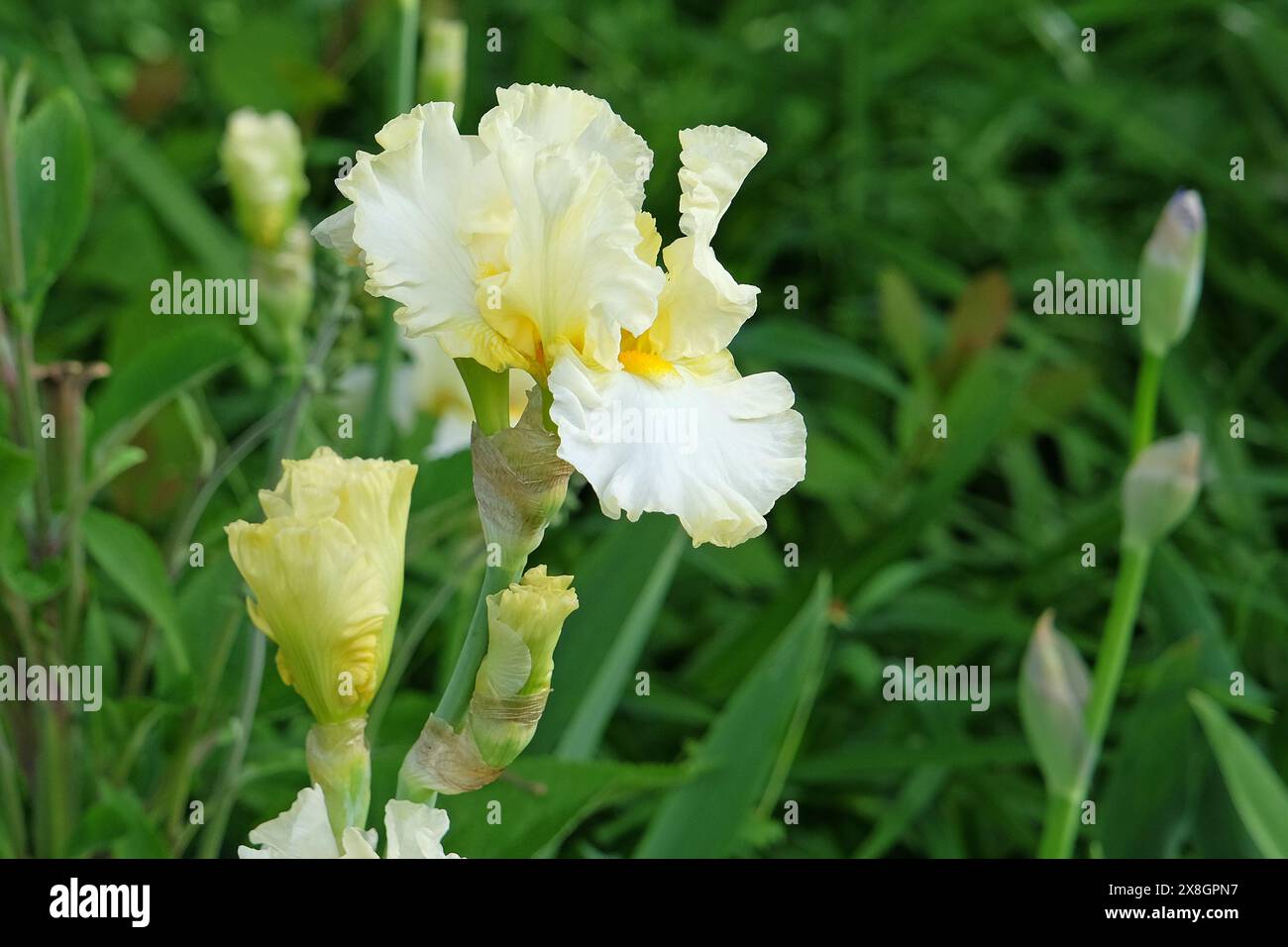 White and lemon Border bearded Iris ‘Princess Sabra’ in flower Stock ...