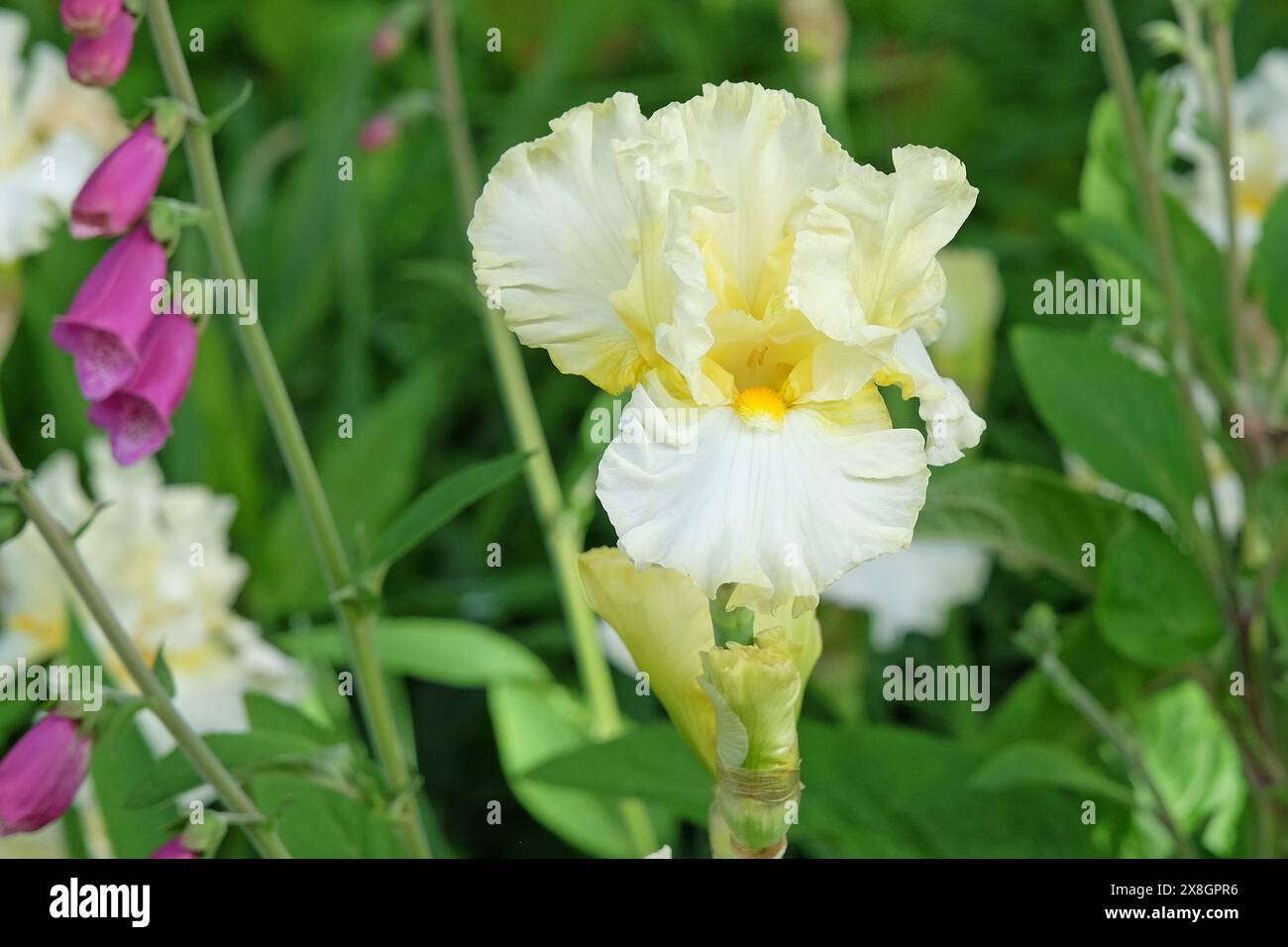 White and lemon Border bearded Iris ‘Princess Sabra’ in flower Stock ...