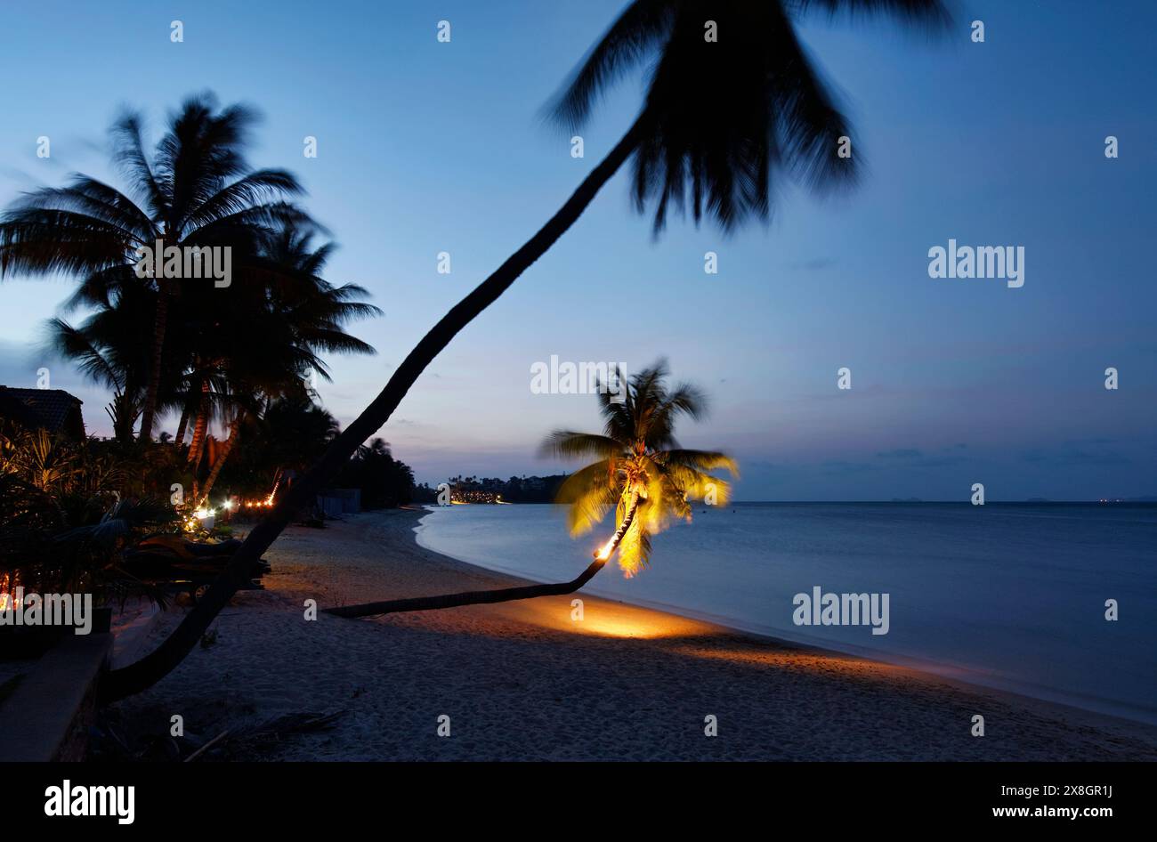 Thailand, Koh Samui (Samui Island), coconut palm trees on the beach at ...