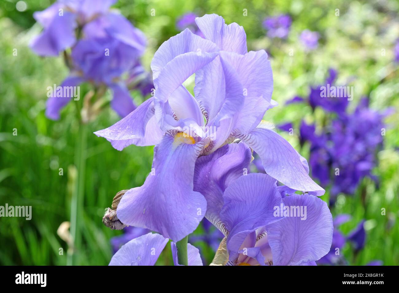 Sweet iris hi-res stock photography and images - Alamy