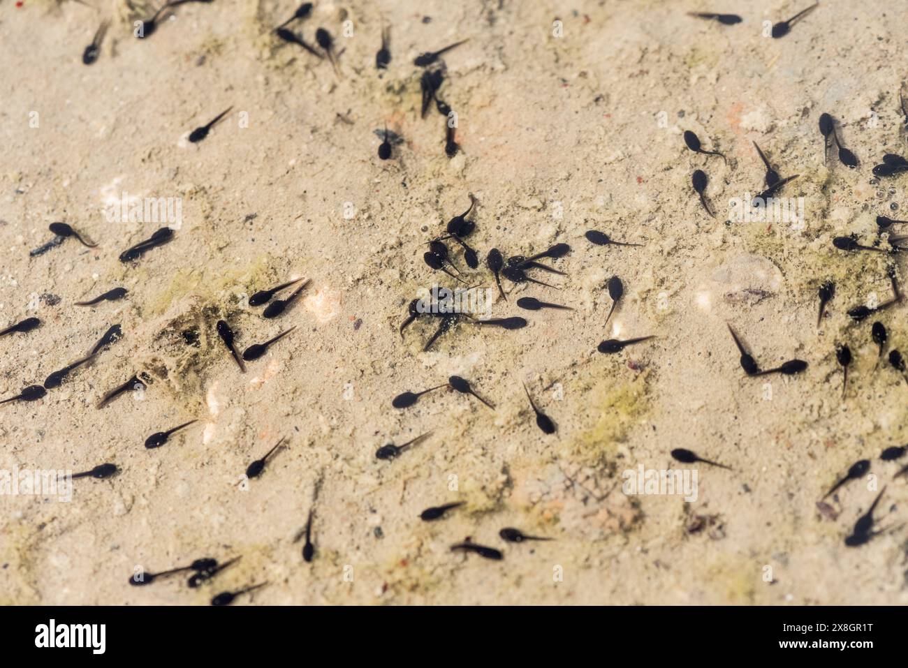 Tadpoles nature hi-res stock photography and images - Alamy
