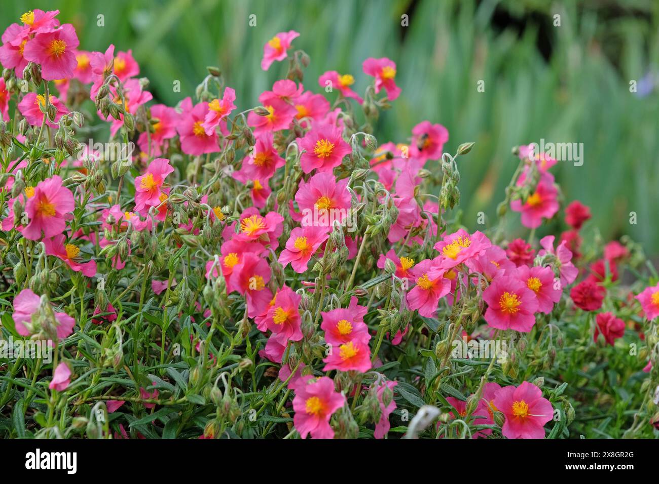 Pink Helianthemum sun rose ‘Ben Ledi’ in flower Stock Photo - Alamy