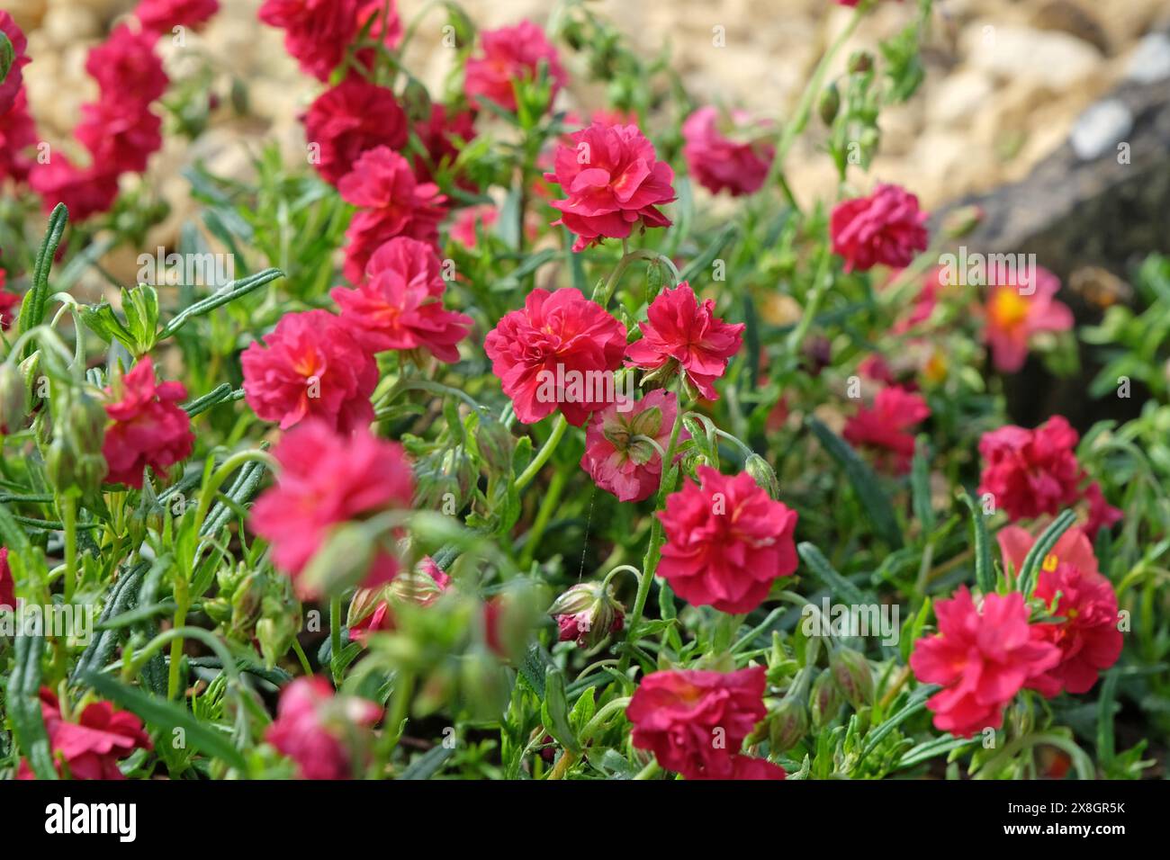 Red Helianthemum, common rock rose ‘Cerise Queen’ in flower Stock Photo ...