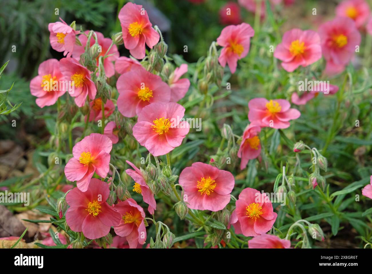 Pink Helianthemum sun rose or rock rose ‘Wisley Pink’ in flower Stock ...
