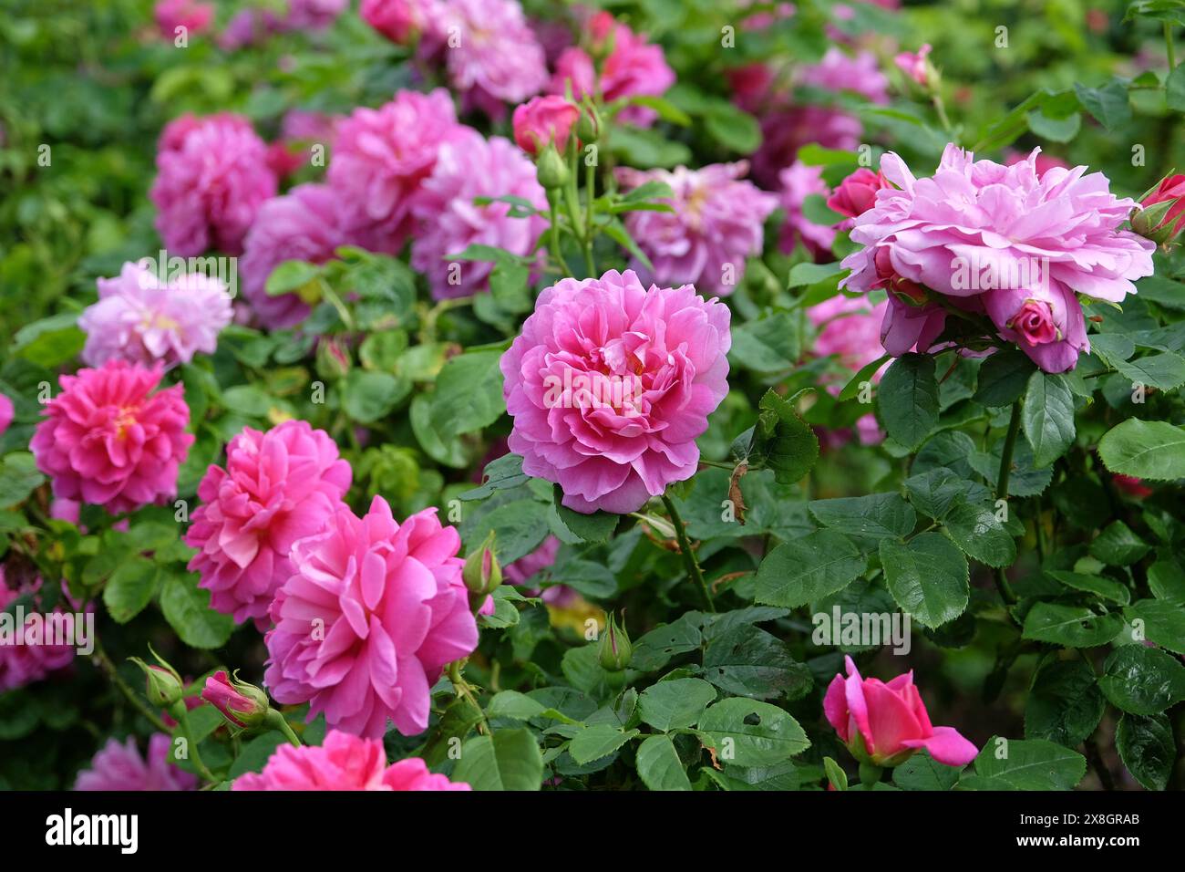 Pink shrub rose Rosa ‘Princess Anne’ in flower Stock Photo - Alamy
