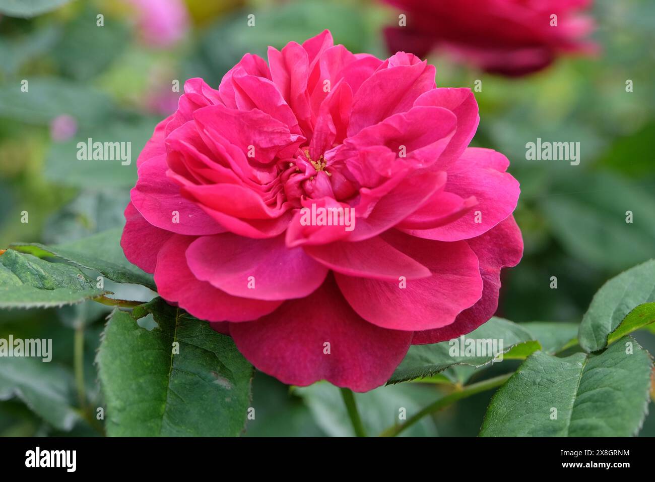 Deep Pink shrub rose Rosa ‘Darcey Bussell’ in flower Stock Photo - Alamy