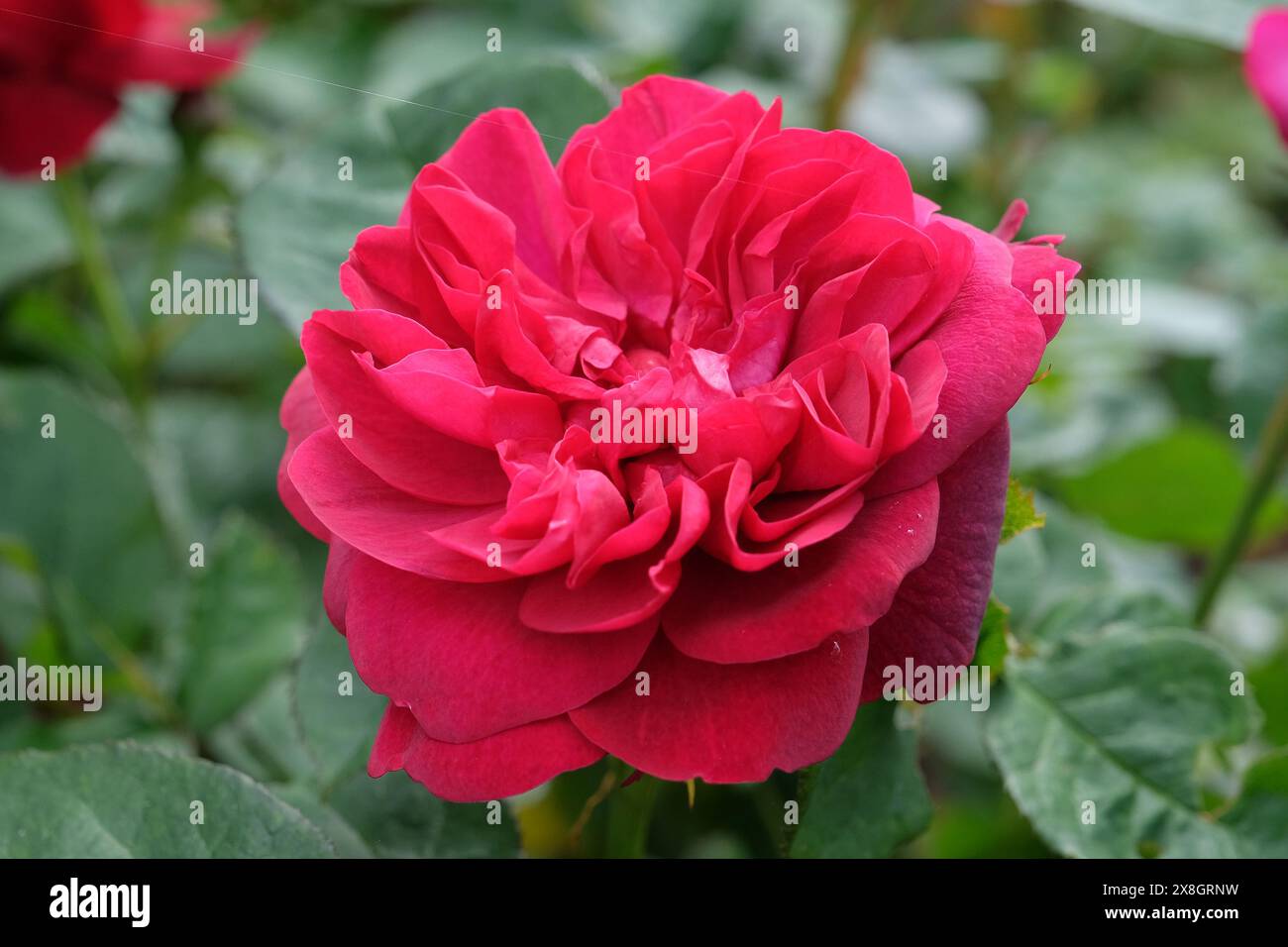 Deep Pink shrub rose Rosa ‘Darcey Bussell’ in flower Stock Photo - Alamy