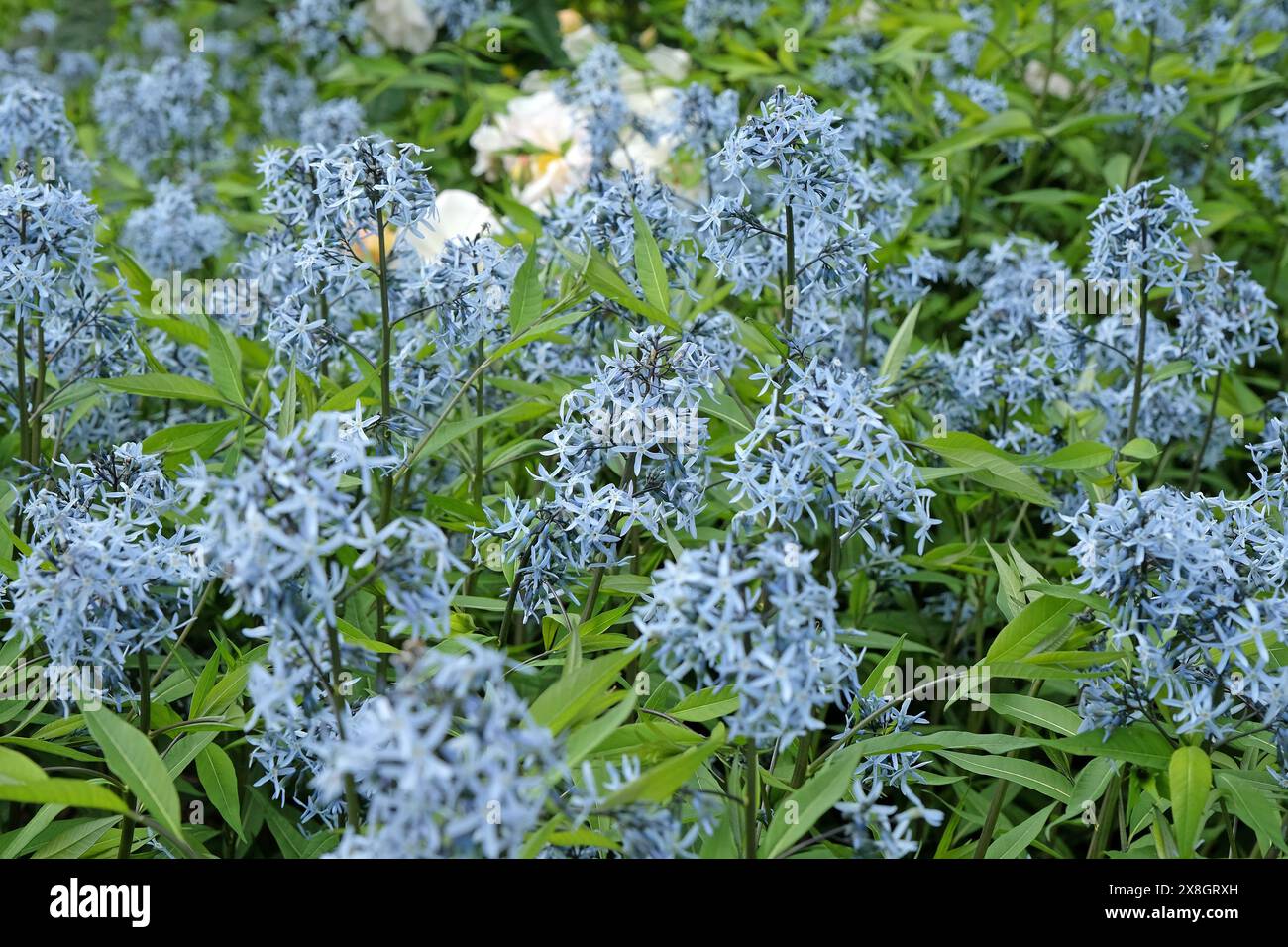 Amsonia tabernaemontana variety salicifolia, also known as Willow Leaf ...