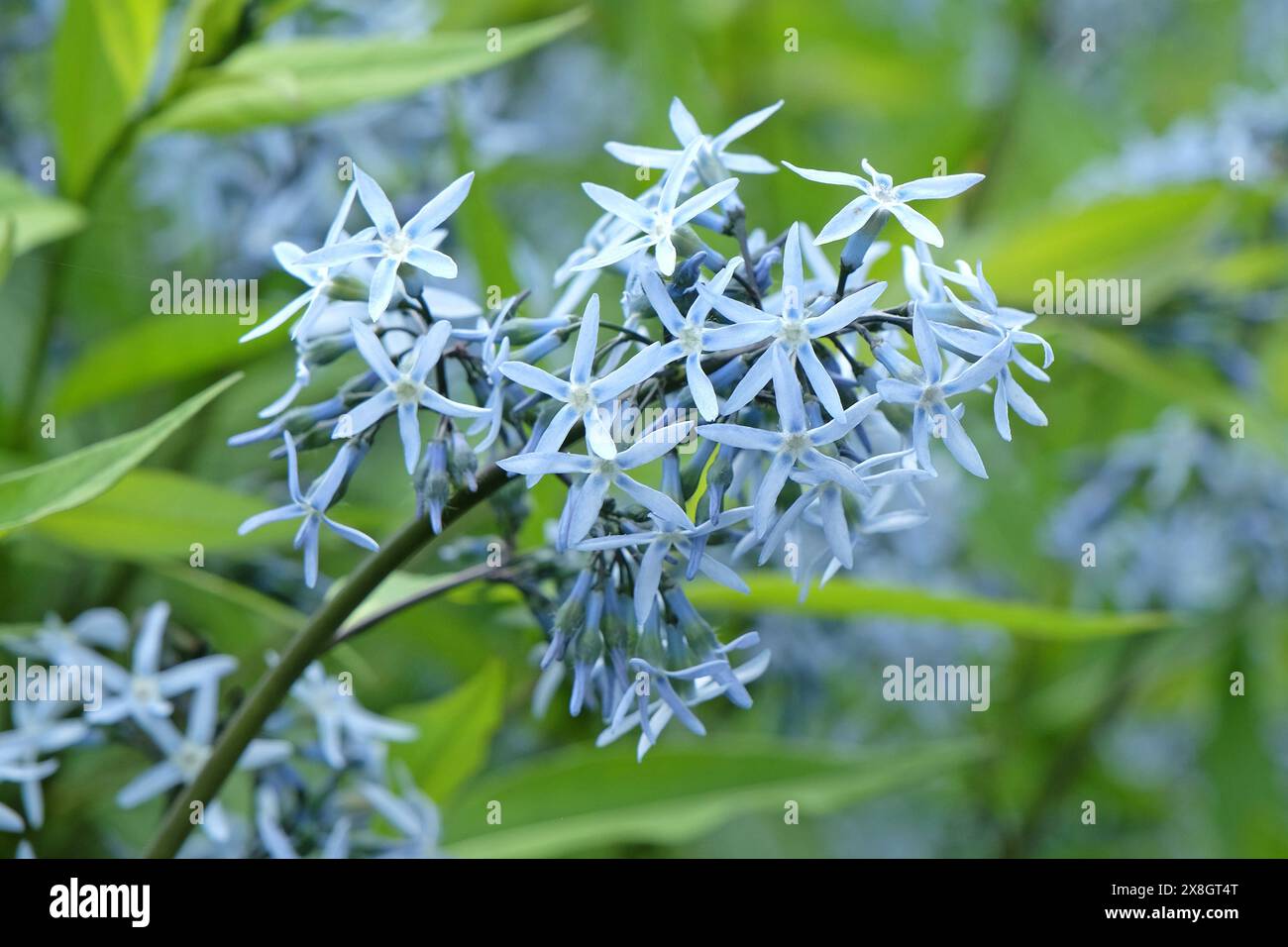 Amsonia tabernaemontana variety salicifolia, also known as Willow Leaf ...