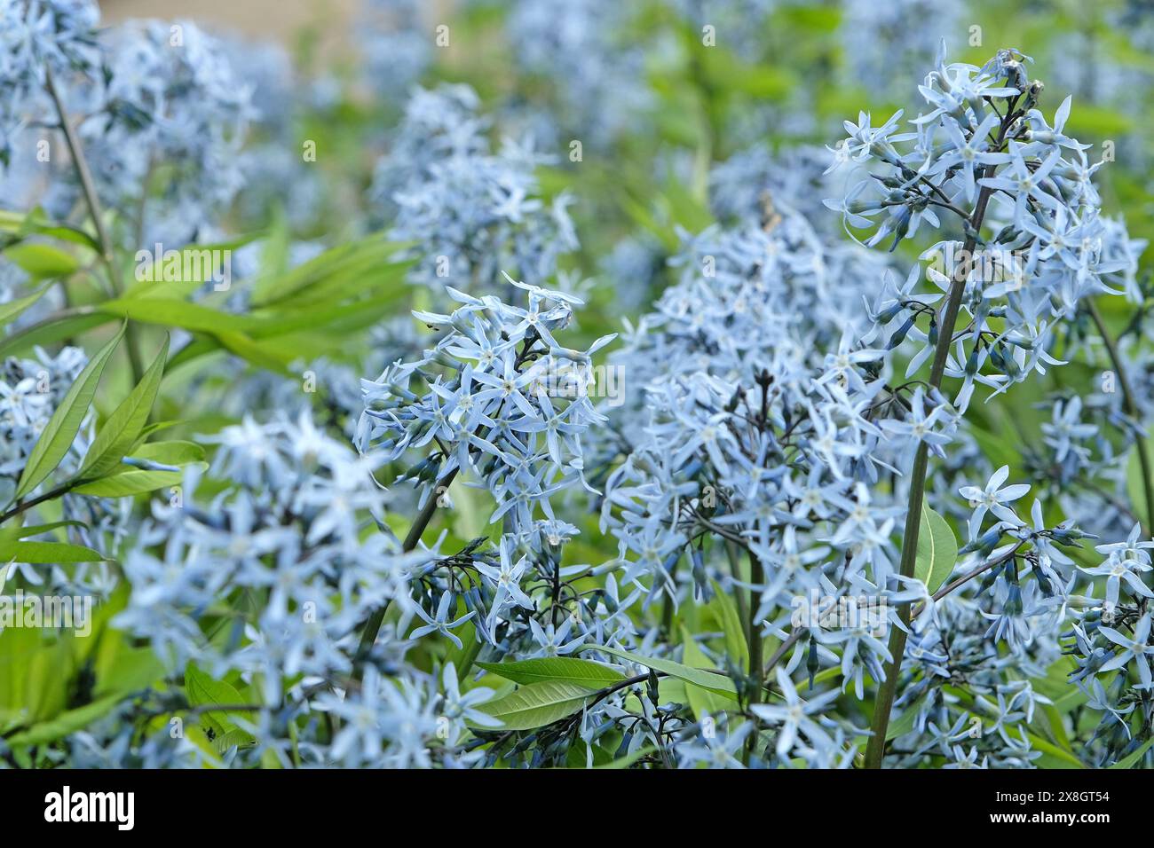 Amsonia tabernaemontana variety salicifolia, also known as Willow Leaf ...