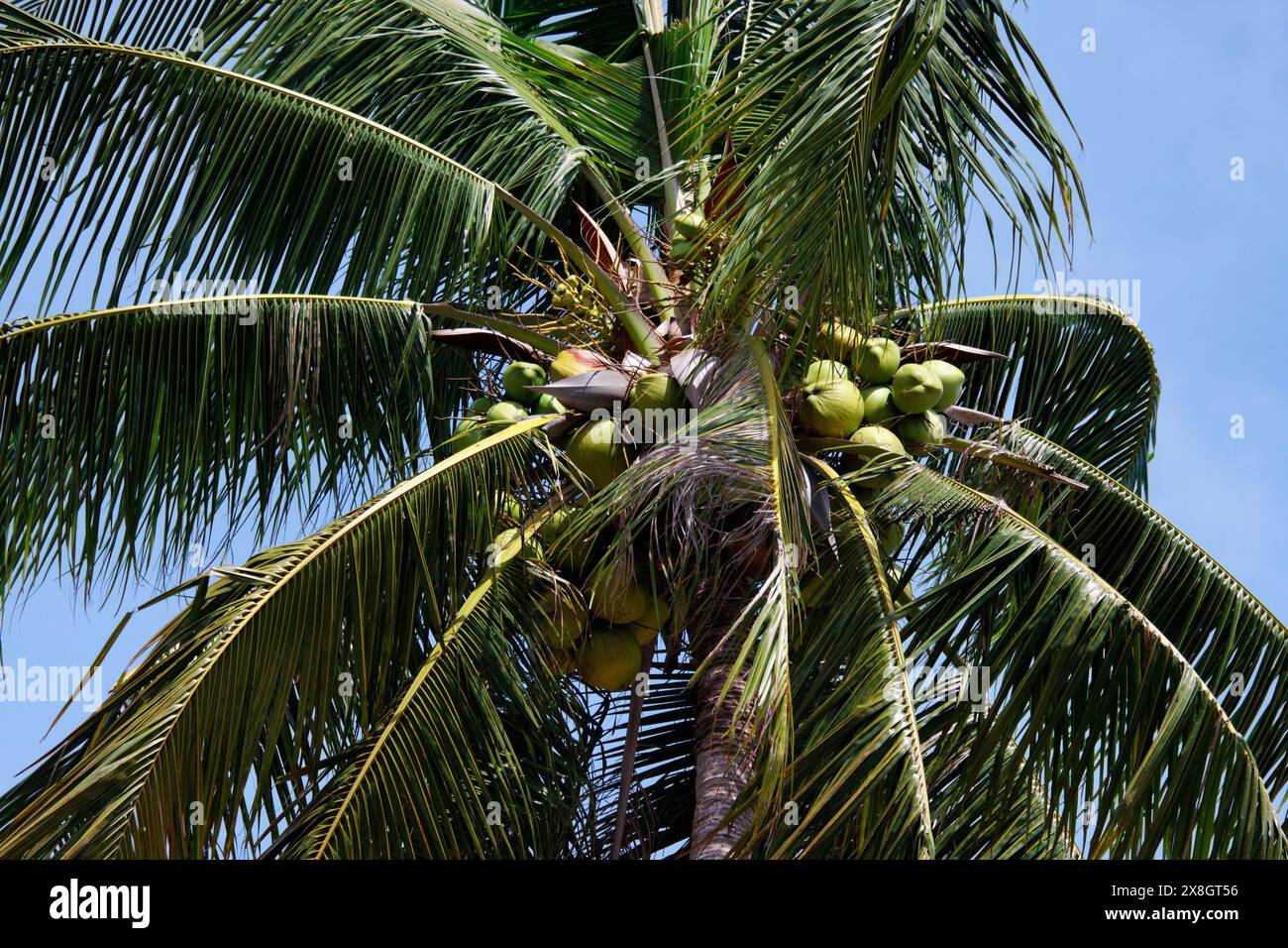 Thailand, Koh Samui (Samui Island), coconut palm tree on the beach ...