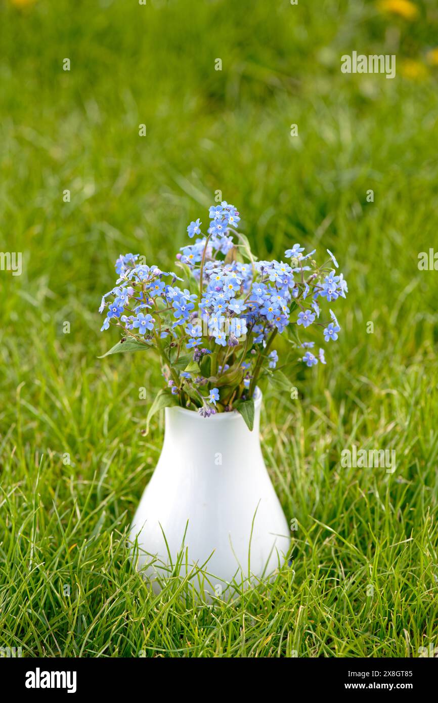 Forget-me-not flowers on a green grass lawn background Stock Photo - Alamy