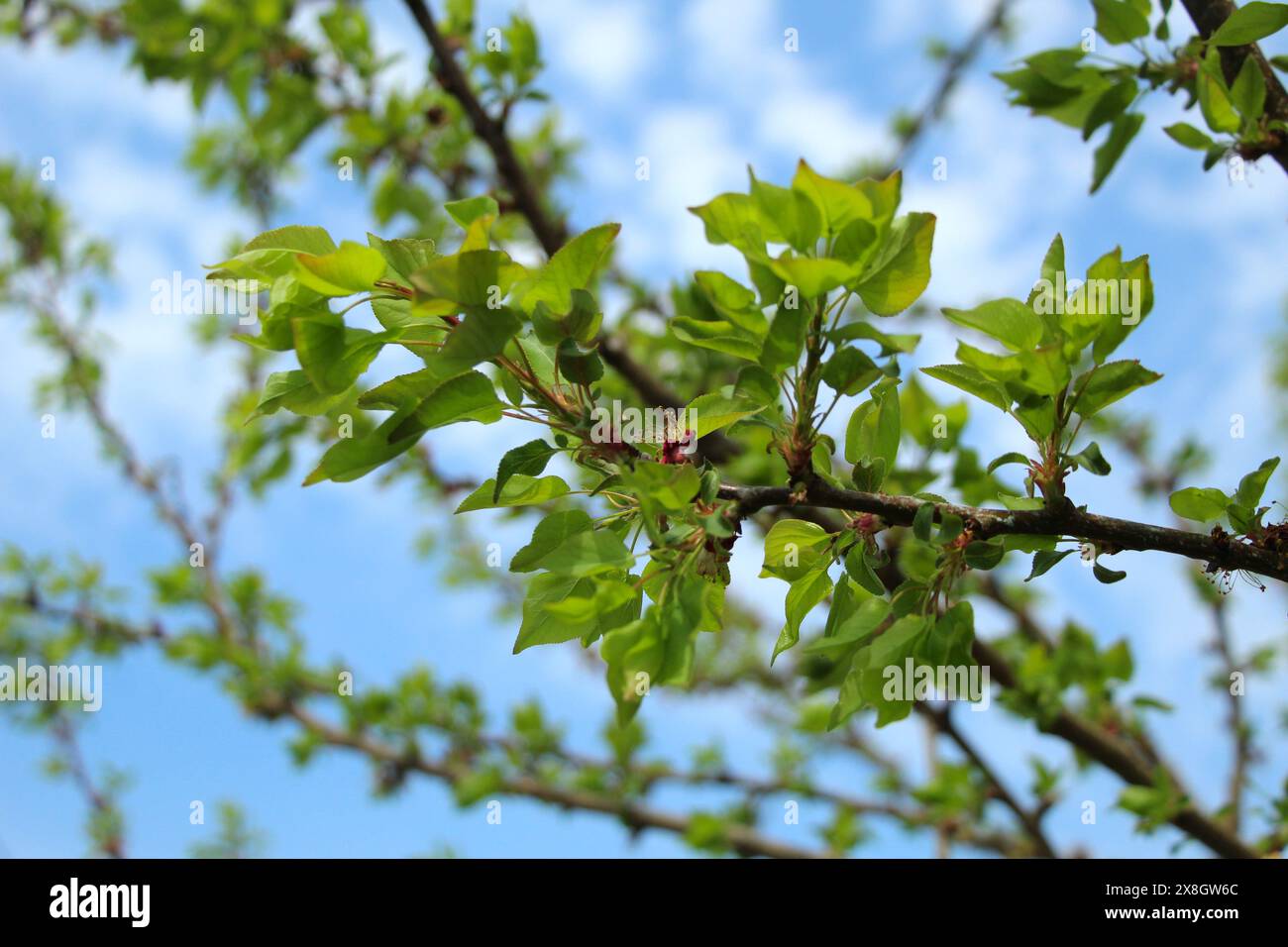 Tender leaves hi-res stock photography and images - Alamy