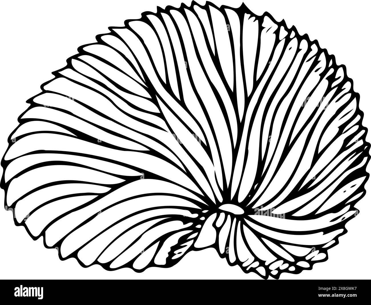Paper Nautilus eggcase shell line illustration Stock Vector Image & Art ...