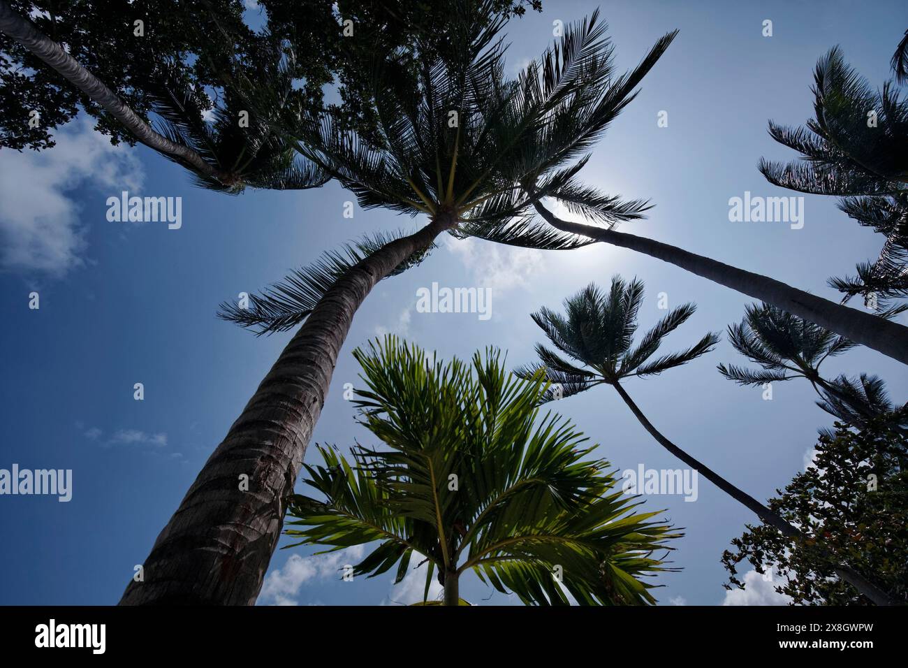 Thailand, Koh Samui (Samui Island), coconut palm tree on the beach ...