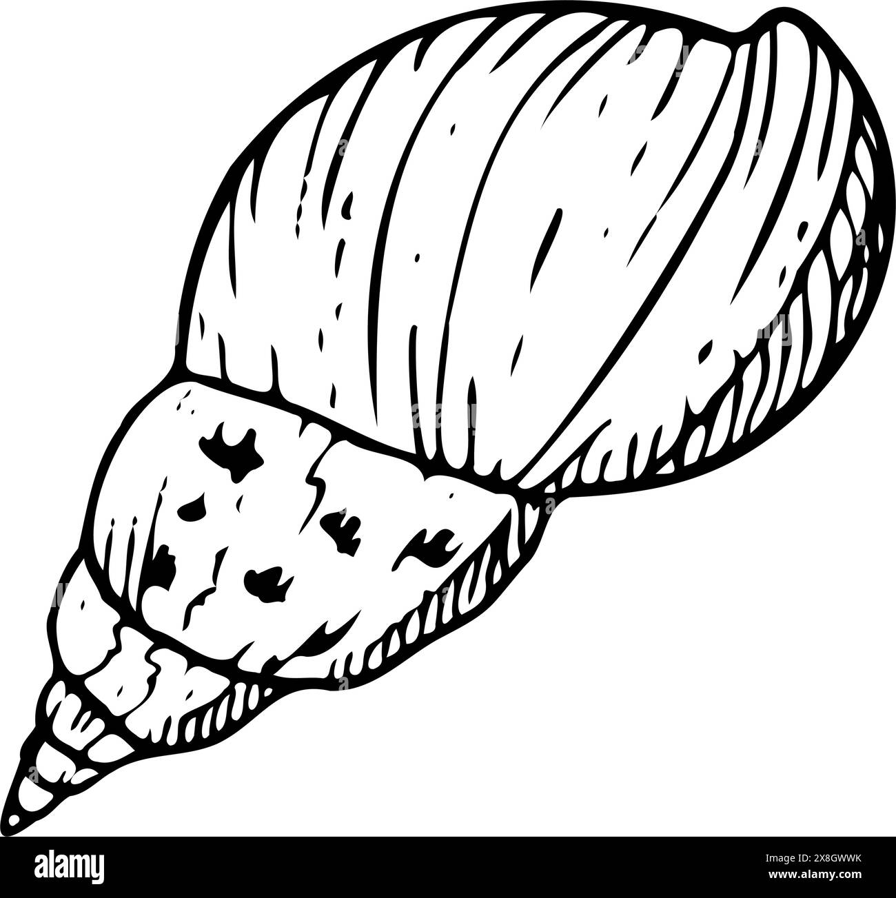 Spiral sea shell line vector illustration Stock Vector Image & Art - Alamy