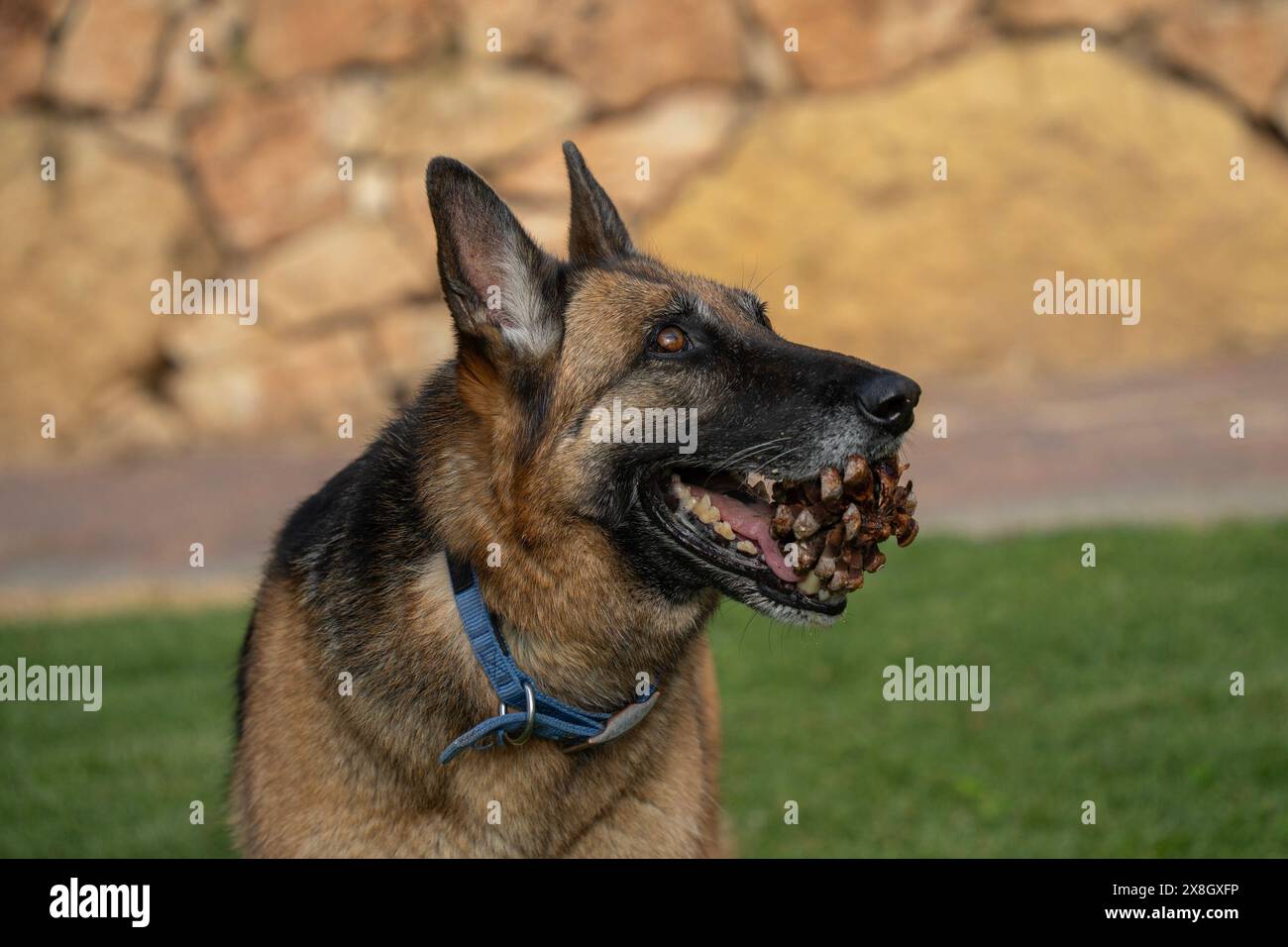 An elderly German Shepherd holding a pine cone in its mouth in a park ...